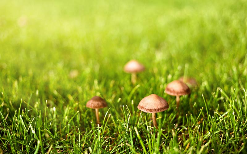 Troubleshooting Tips - Delta Bluegrass Company